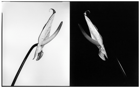 Rejoice! Ilford Photo’s Harman Direct Positive Paper is Back. – Phogotraphy